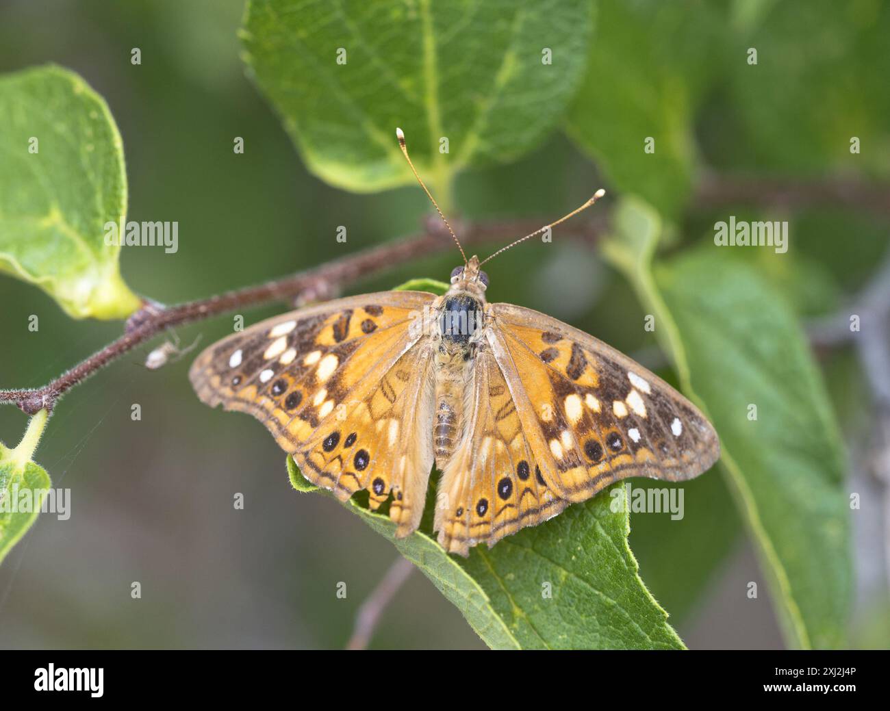 Hackberry Emperor (Asterocampa celtis) Insecta Stock Photo - Alamy