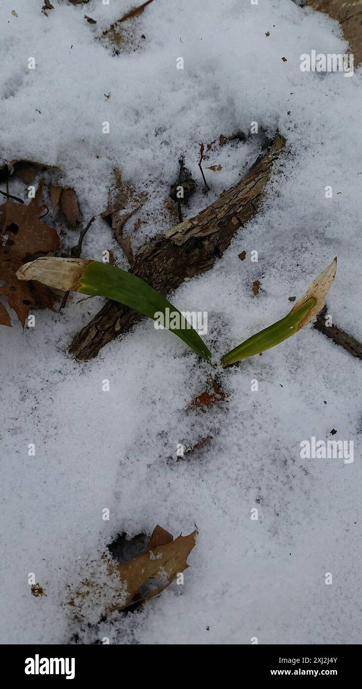 White Bear Sedge (Carex albursina) Plantae Stock Photo - Alamy