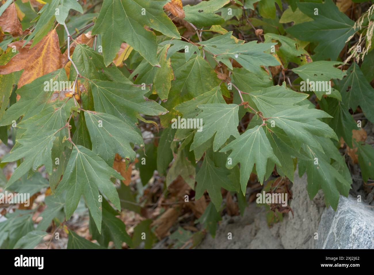 western sycamore (Platanus racemosa) Plantae Stock Photo - Alamy
