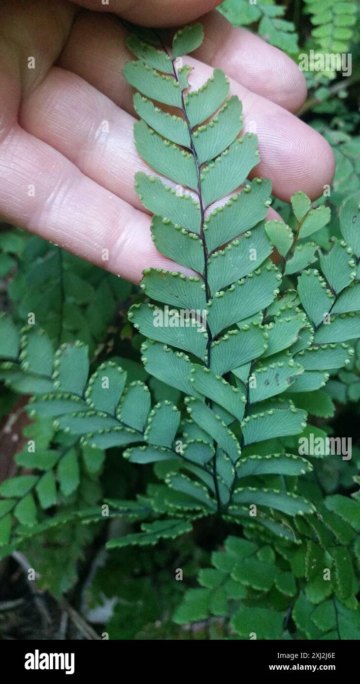 Cunningham's maidenhair (Adiantum cunninghamii) Plantae Stock Photo - Alamy