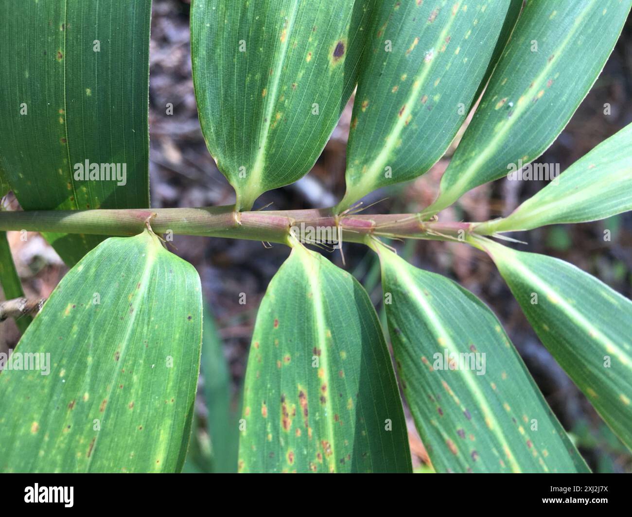 switch cane (Arundinaria tecta) Plantae Stock Photo - Alamy