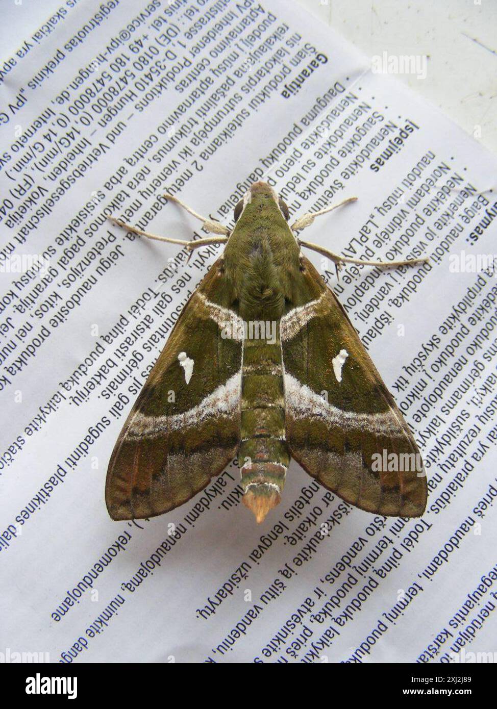 Silver-marked Nephele (Nephele argentifera) Insecta Stock Photo - Alamy