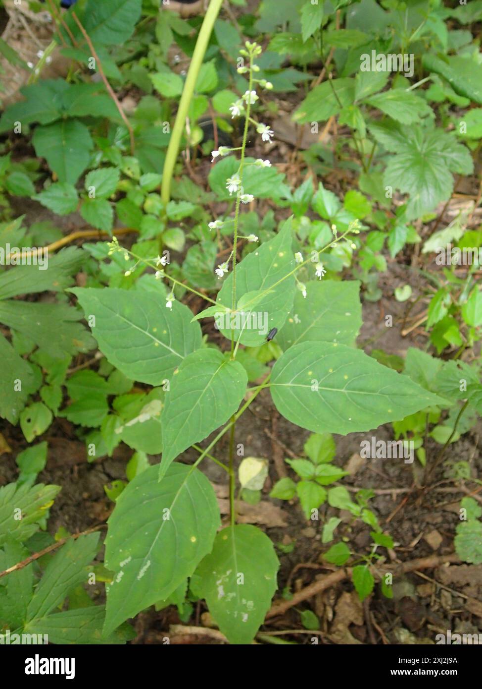 broadleaf enchanter's nightshade (Circaea canadensis) Plantae Stock ...