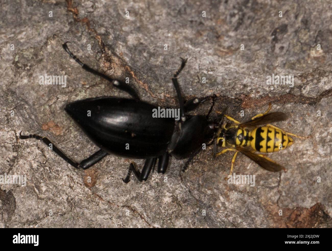Darkling Beetles (Tenebrionidae) Insecta Stock Photo - Alamy