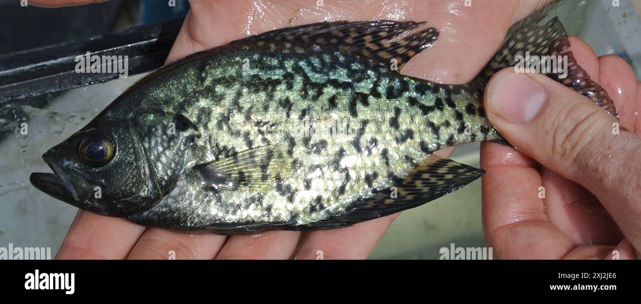 Black Crappie (Pomoxis nigromaculatus) Actinopterygii Stock Photo - Alamy