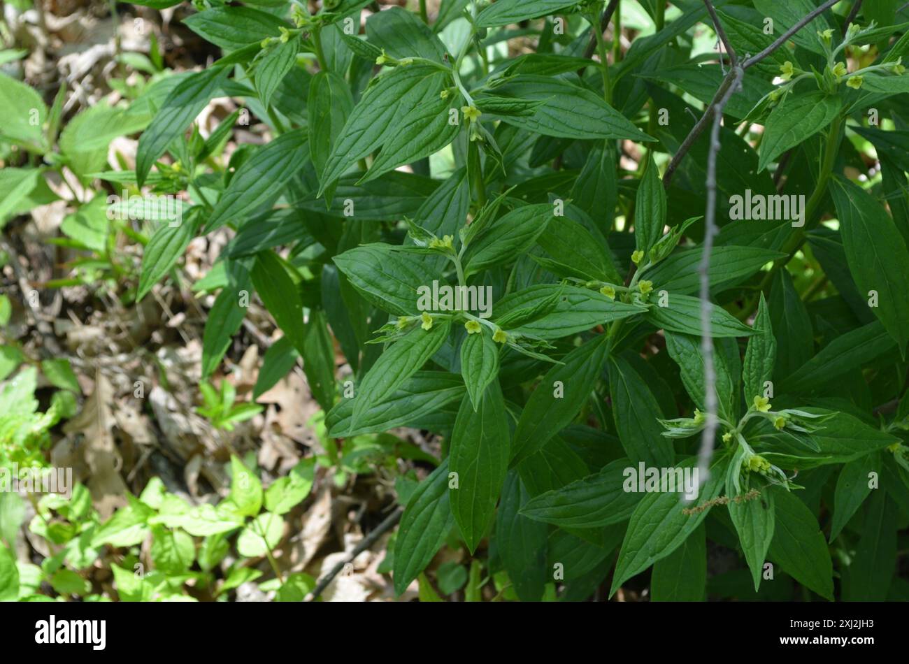Lithospermum latifolium hi-res stock photography and images - Alamy