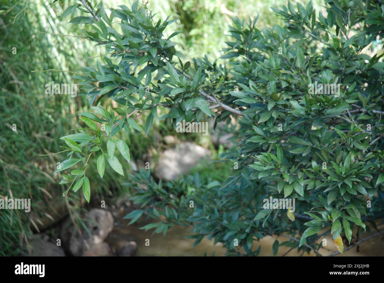 pichinde (Zygia longifolia) Plantae Stock Photo - Alamy