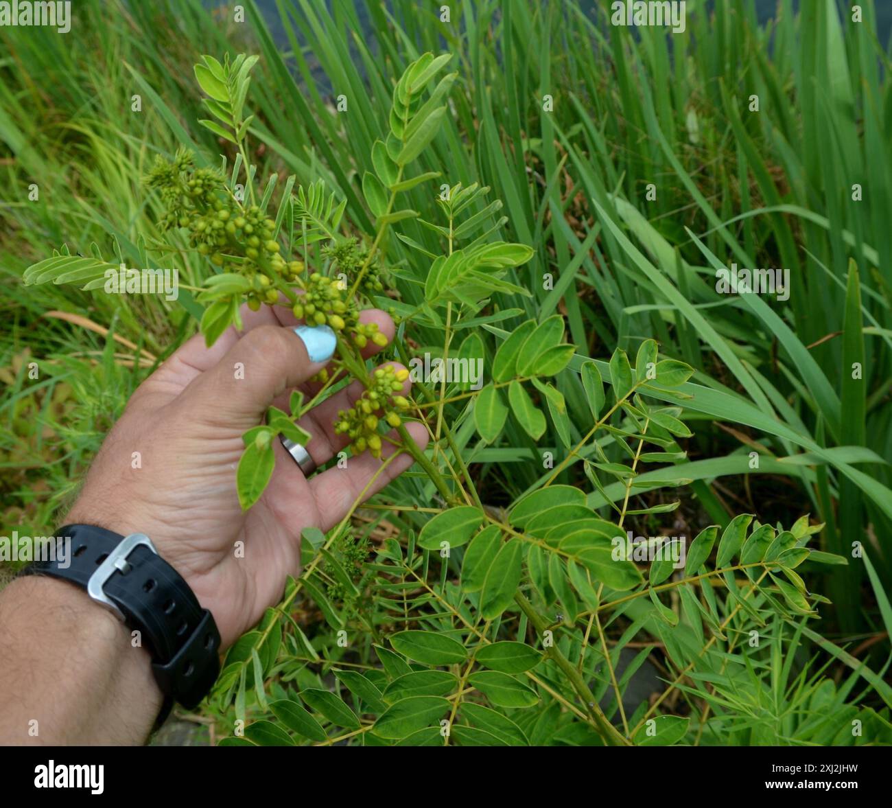 American senna (Senna hebecarpa) Plantae Stock Photo - Alamy