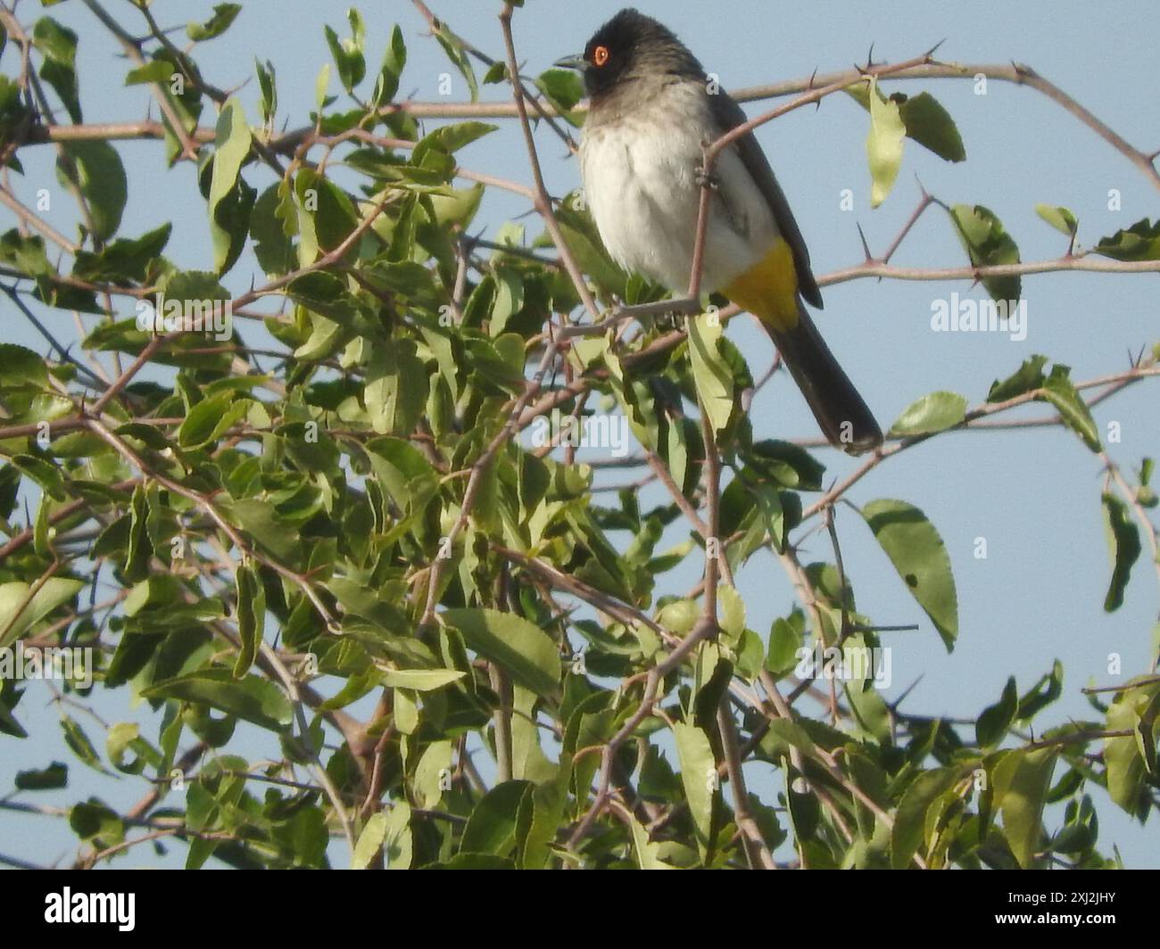 African Red-eyed Bulbul (Pycnonotus nigricans) Aves Stock Photo - Alamy