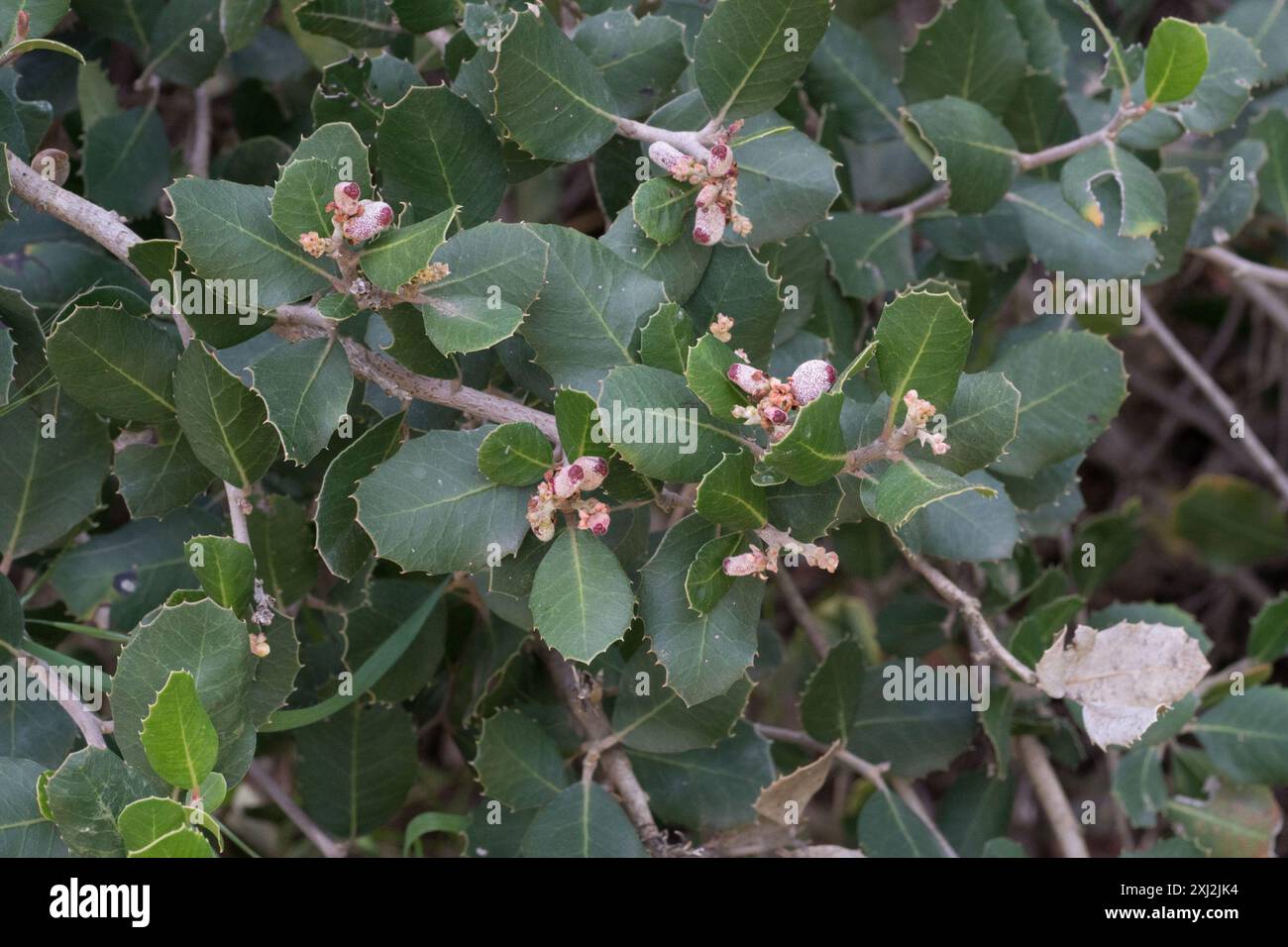 lemonade berry (Rhus integrifolia) Plantae Stock Photo - Alamy