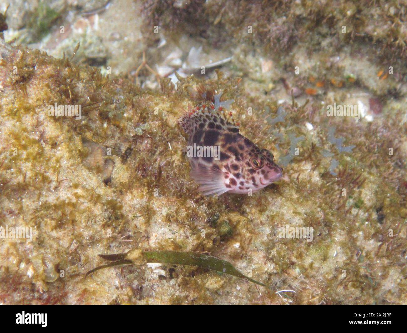 Pixy Hawkfish (Cirrhitichthys oxycephalus) Actinopterygii Stock Photo ...