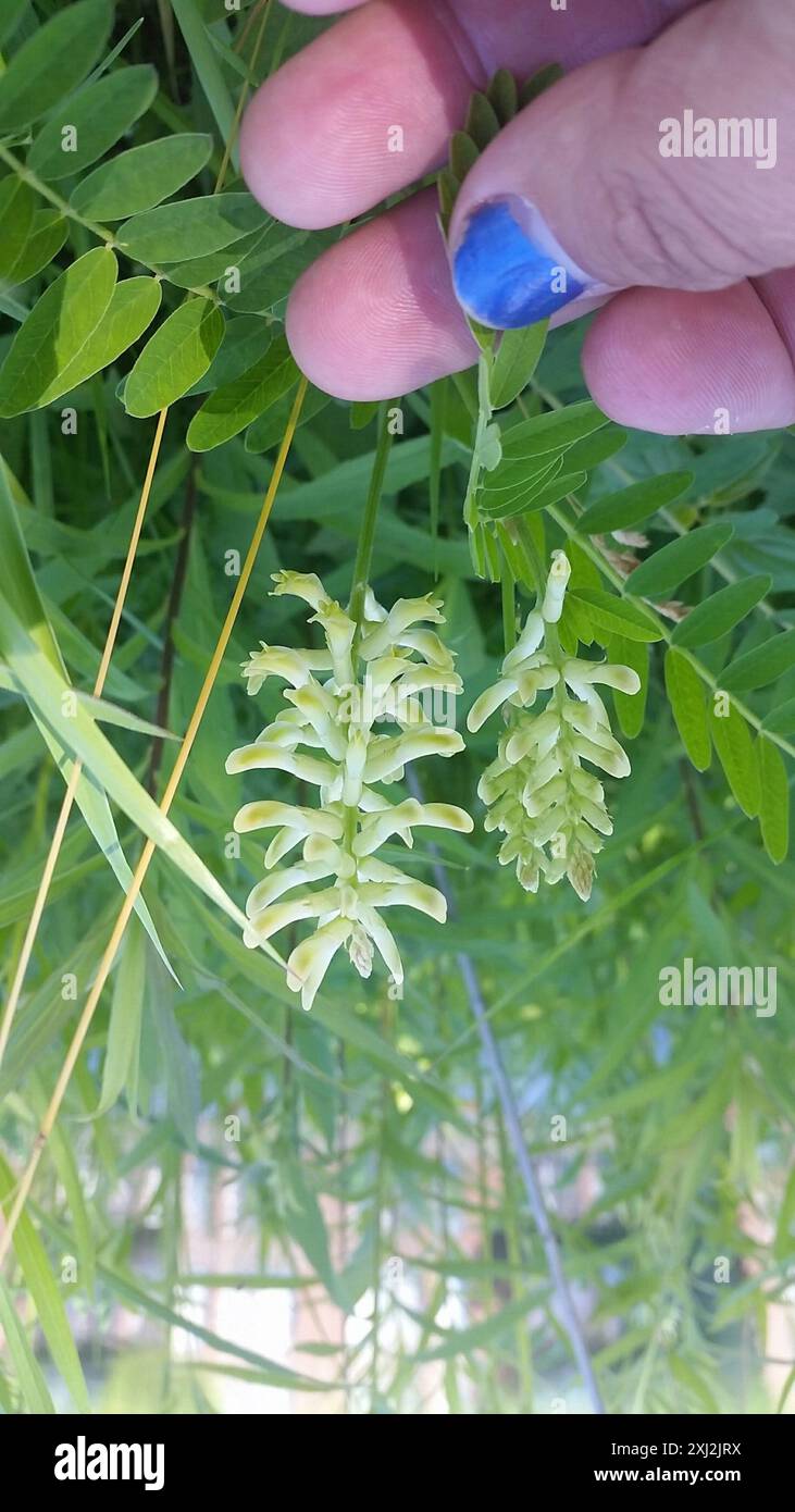 Canadian milkvetch (Astragalus canadensis) Plantae Stock Photo - Alamy