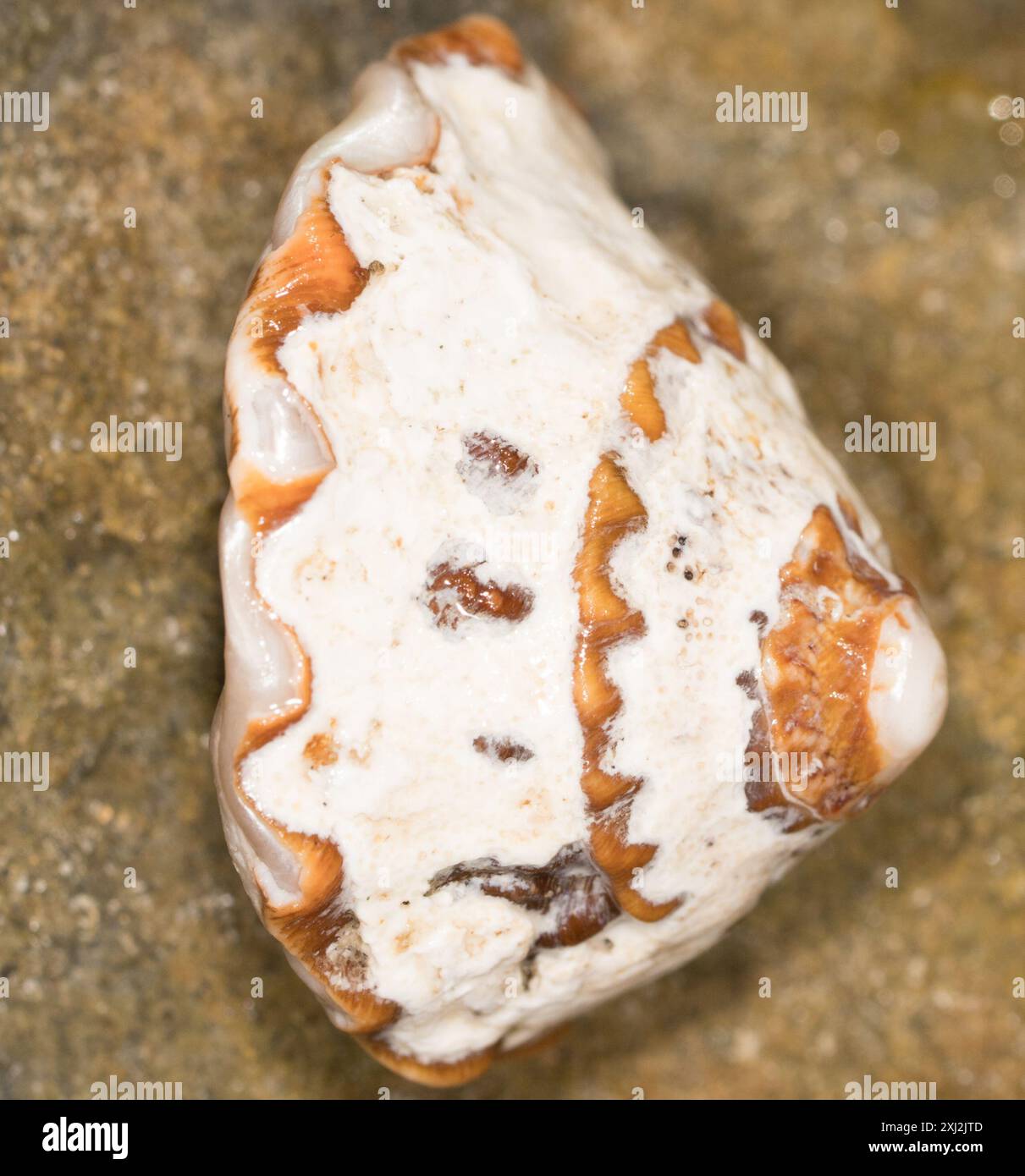 Megastraea hi-res stock photography and images - Alamy