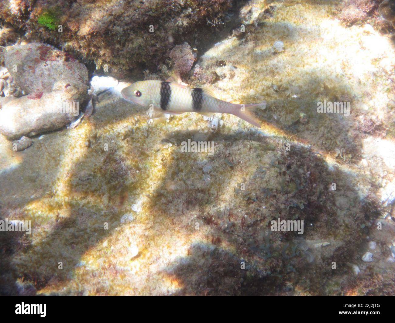 Indian Doublebar Goatfish (Parupeneus trifasciatus) Actinopterygii ...