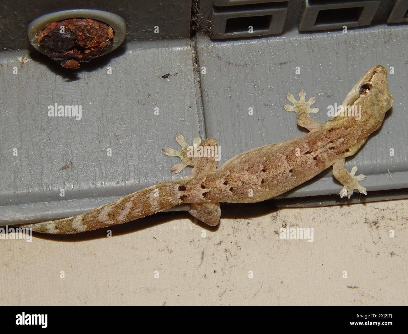 Mourning Gecko (Lepidodactylus lugubris) Reptilia Stock Photo - Alamy