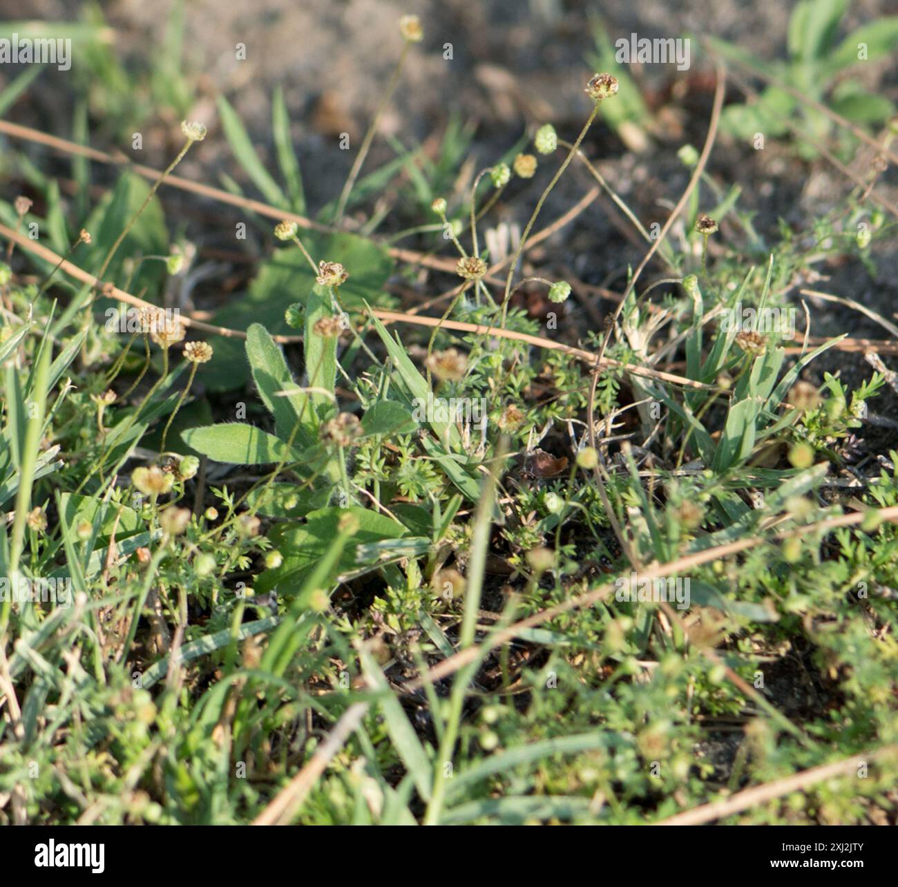 Common Cotula (Cotula australis) Plantae Stock Photo - Alamy