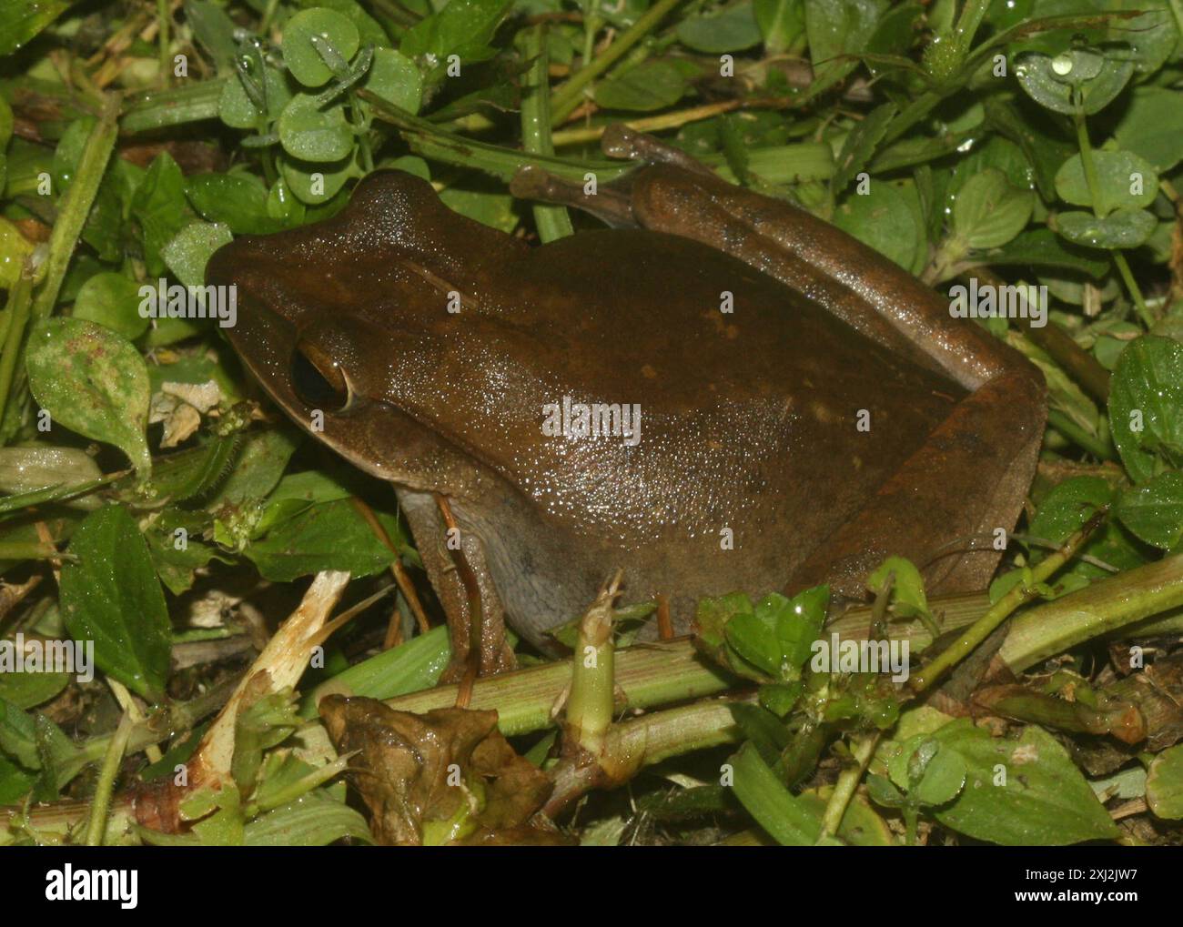 Spot-legged Tree Frog (Polypedates megacephalus) Amphibia Stock Photo ...