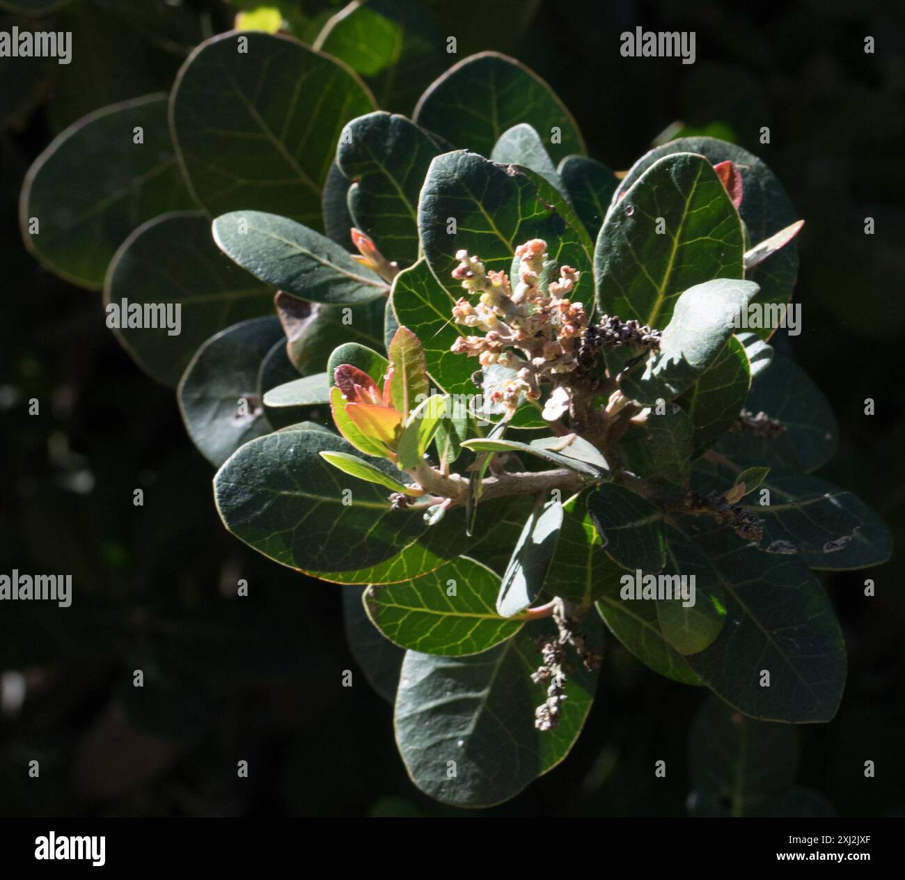 lemonade berry (Rhus integrifolia) Plantae Stock Photo - Alamy