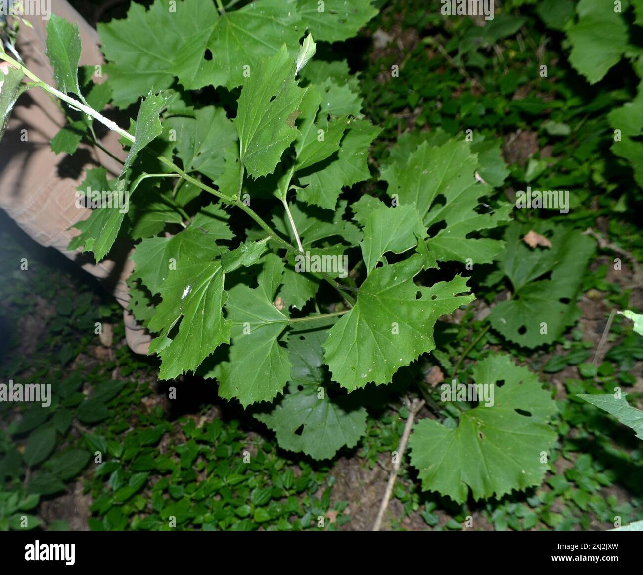 Great Indian Plantain (Arnoglossum reniforme) Plantae Stock Photo - Alamy