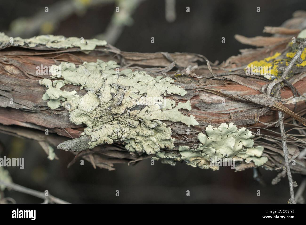 common greenshield lichen (Flavoparmelia caperata) Fungi Stock Photo ...