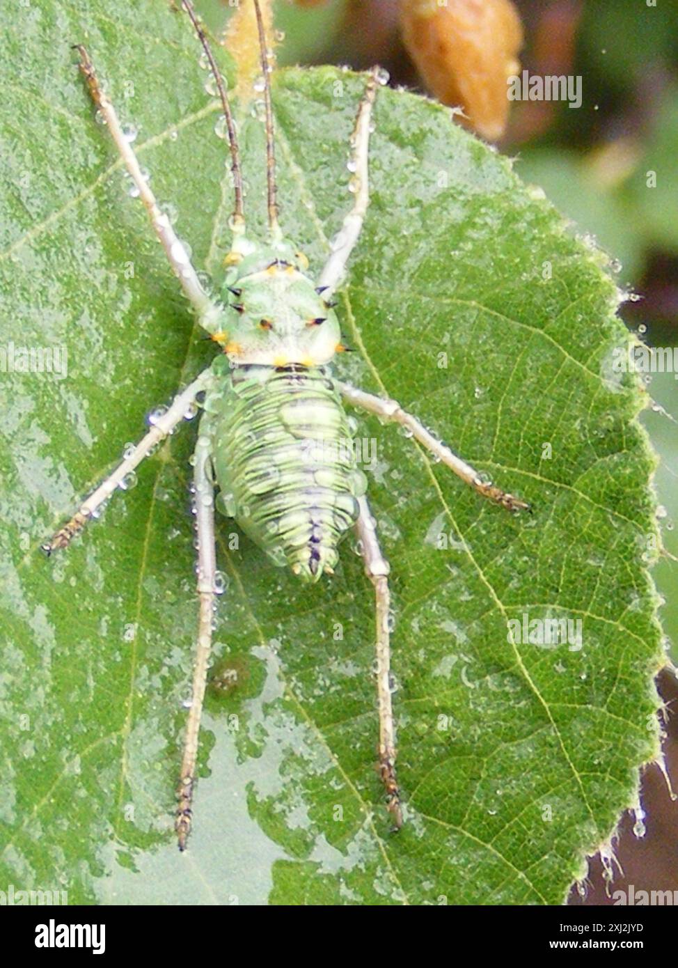 Brown Armoured Corncricket (Acanthoplus discoidalis) Insecta Stock ...