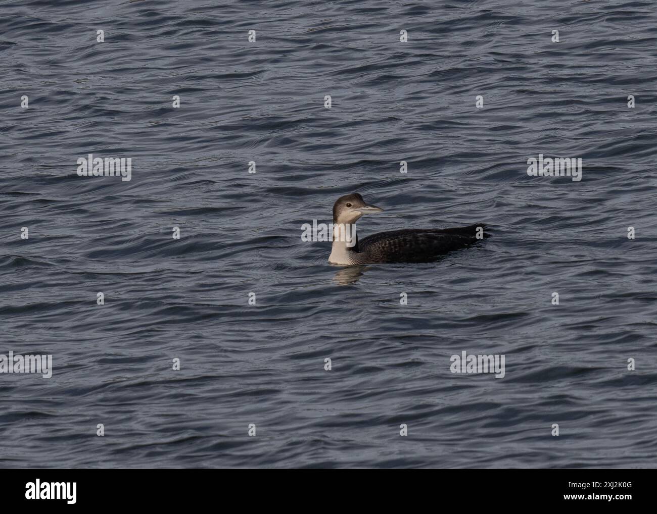 Great Northern Diver (Gavia immer) in winter plumage, Croggan, Loch ...