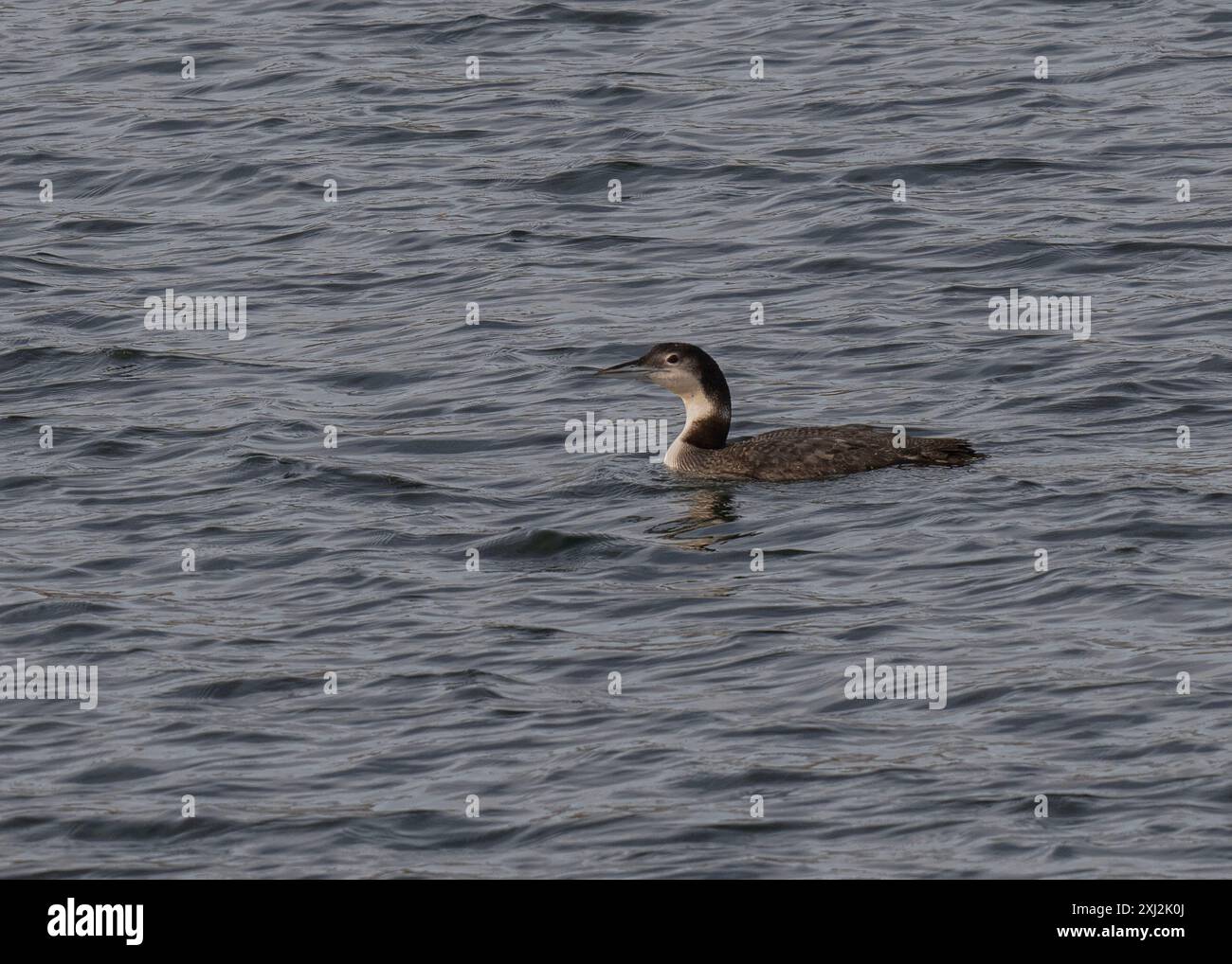 Great Northern Diver (Gavia immer) in winter plumage, Croggan, Loch ...
