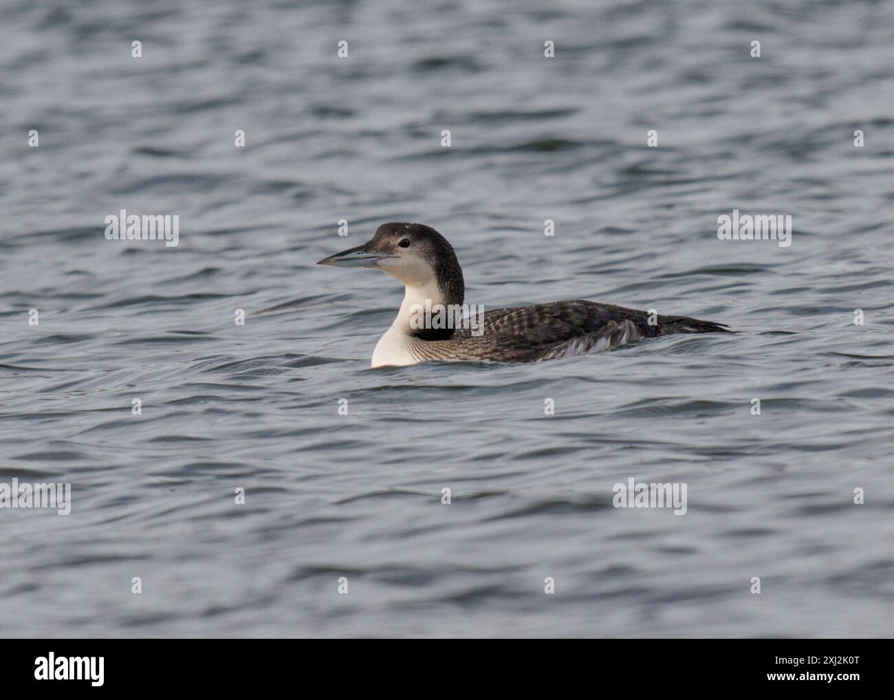 Great Northern Diver (Gavia immer) in winter plumage, Croggan, Loch ...