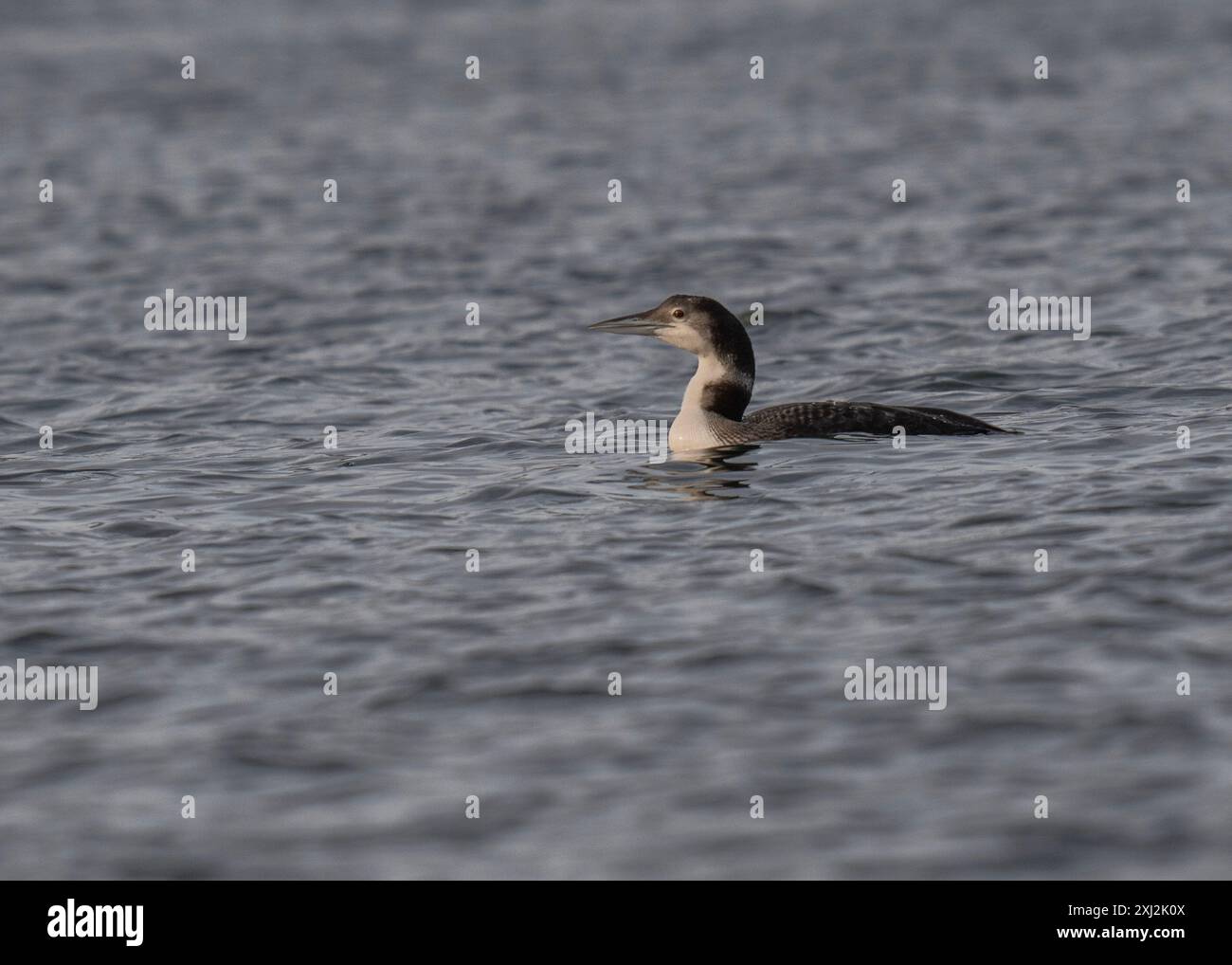 Great Northern Diver (Gavia immer) in winter plumage, Croggan, Loch ...