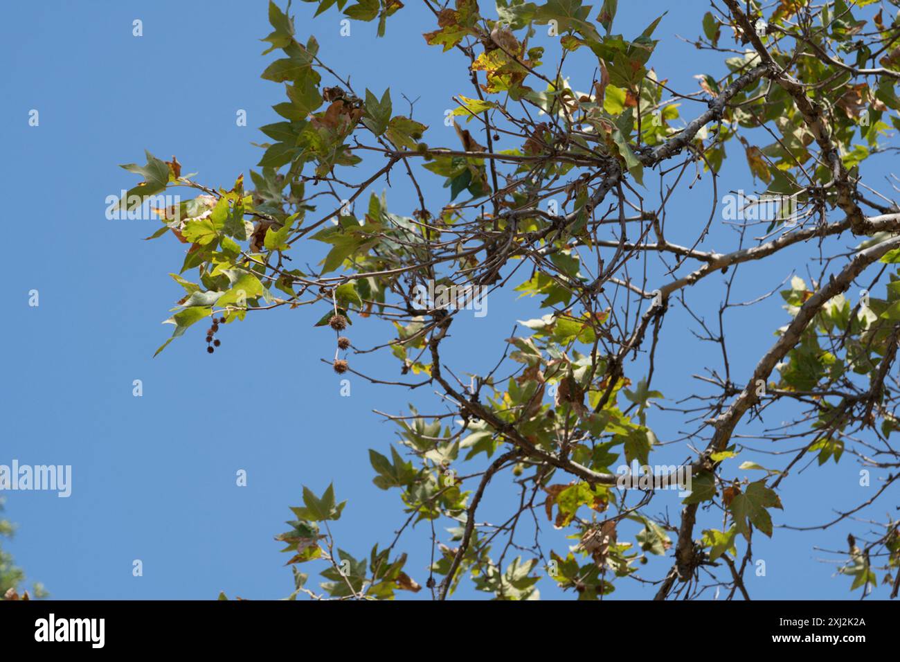 western sycamore (Platanus racemosa) Plantae Stock Photo - Alamy