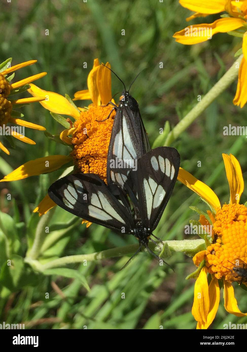 Police Car Moth (Gnophaela vermiculata) Insecta Stock Photo - Alamy