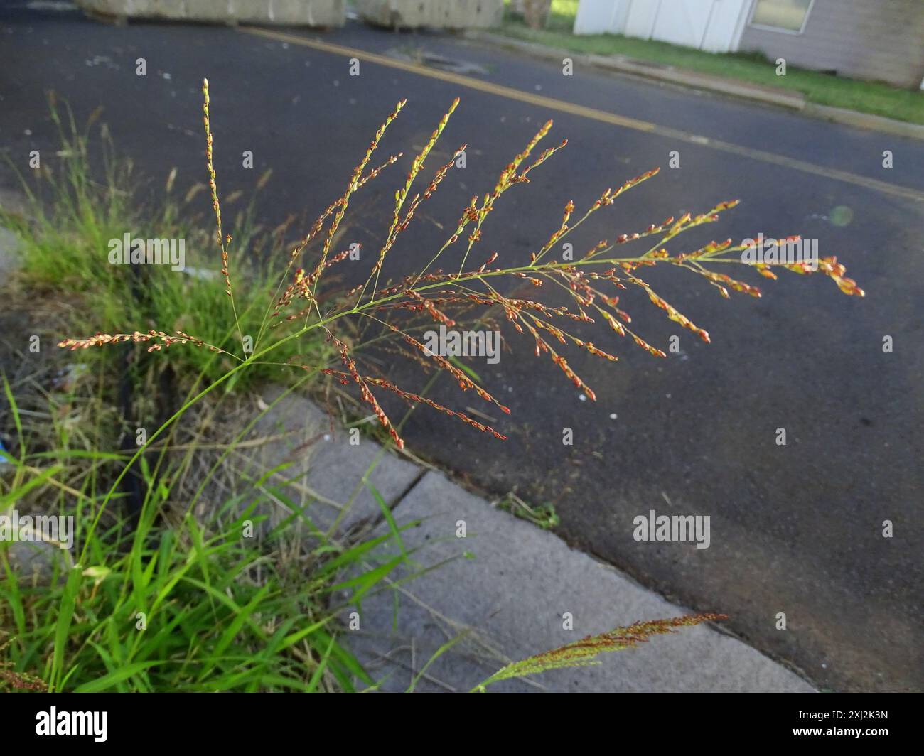 guinea grass (Megathyrsus maximus) Plantae Stock Photo - Alamy