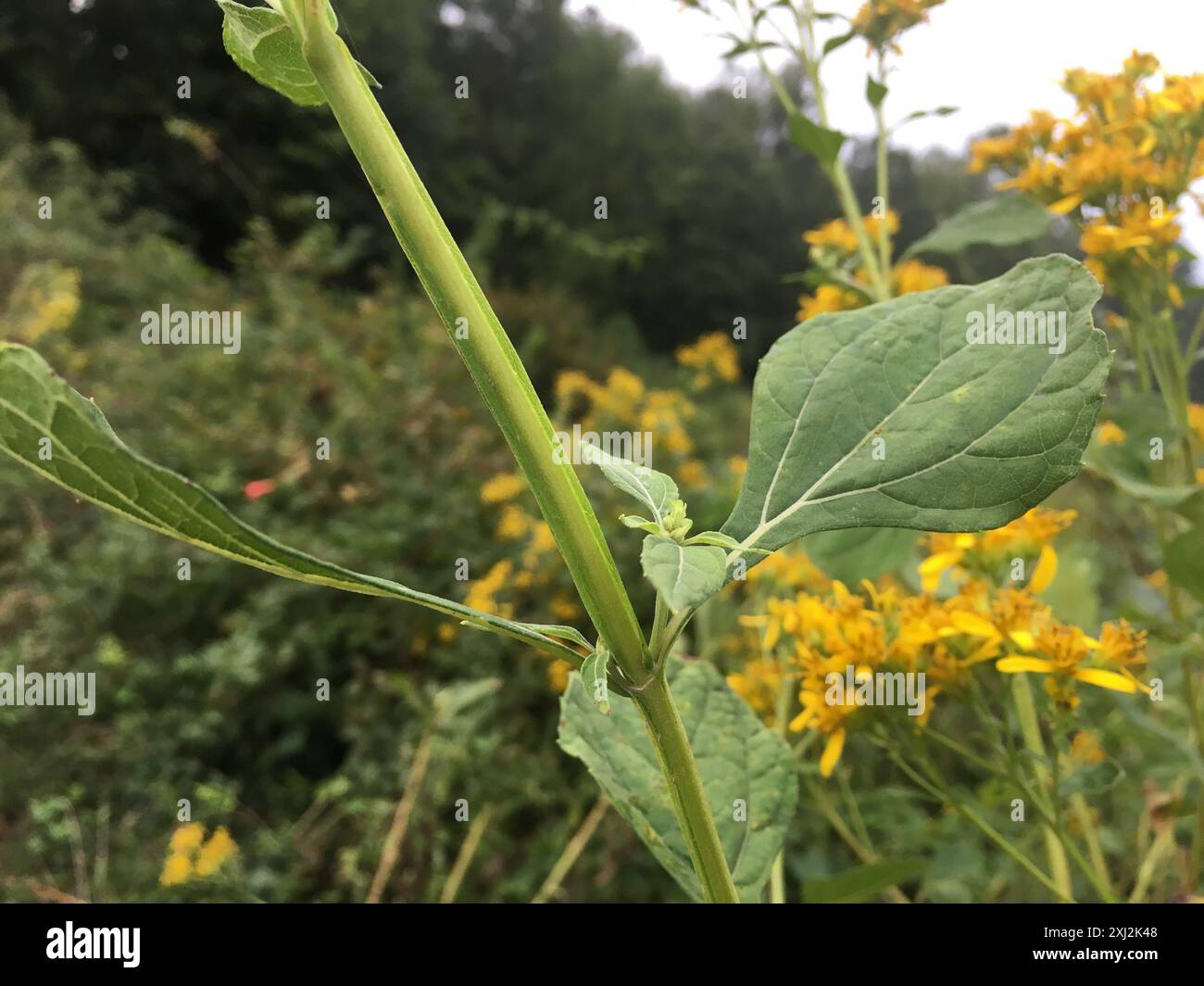 Yellow Crownbeard (Verbesina occidentalis) Plantae Stock Photo - Alamy