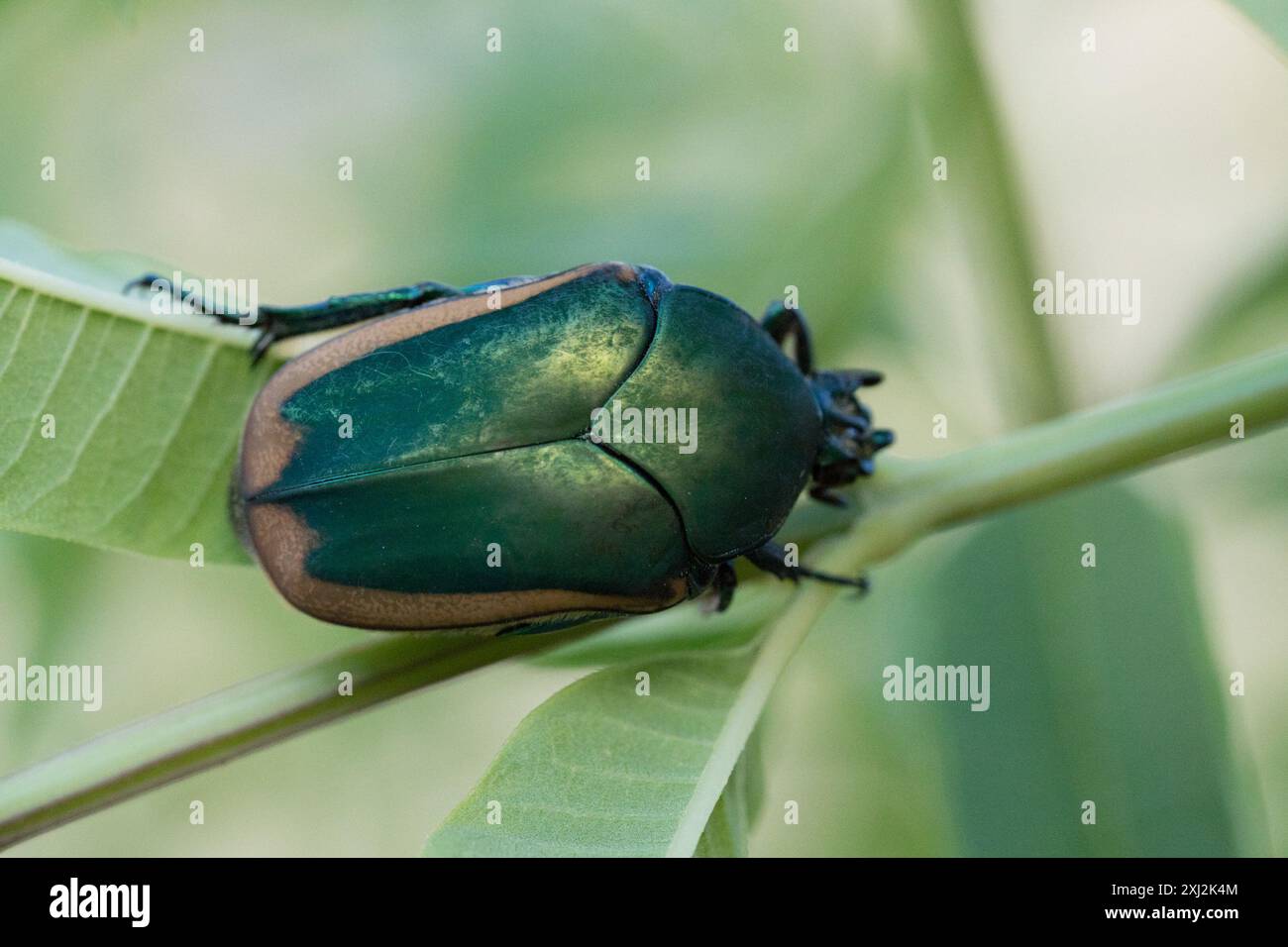 Figeater beetle hi-res stock photography and images - Alamy