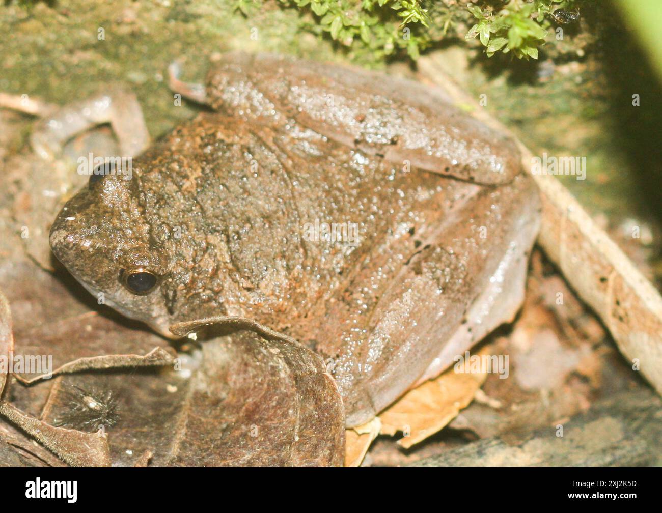 Large Pygmy Frog (Microhyla berdmorei) Amphibia Stock Photo - Alamy