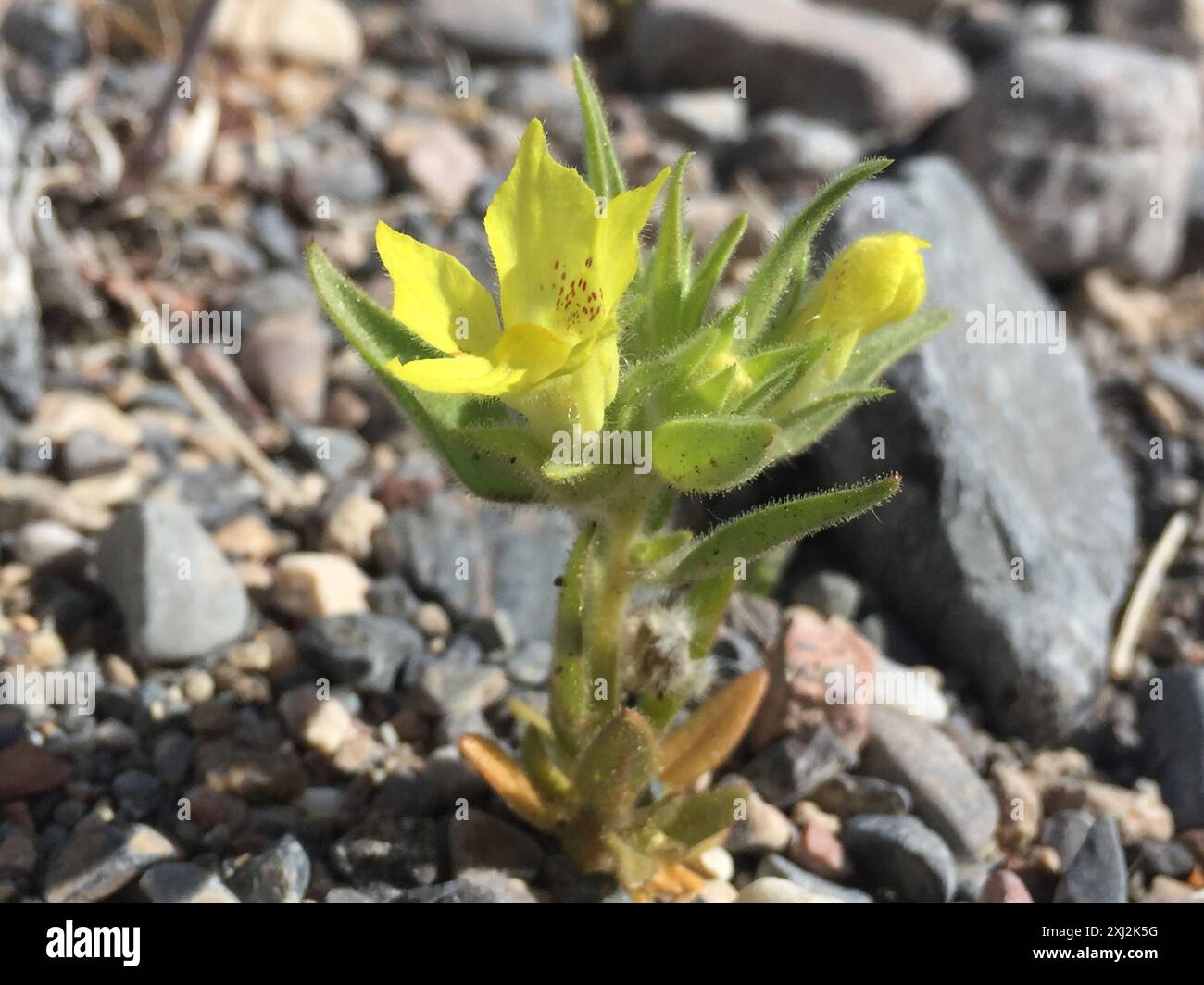 golden desert-snapdragon (Mohavea breviflora) Plantae Stock Photo - Alamy