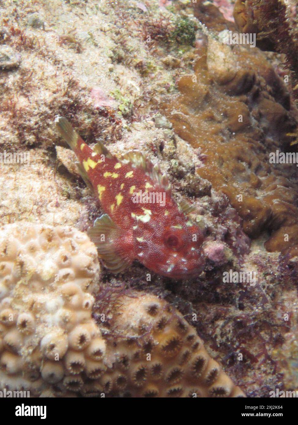 Yellowspotted Scorpionfish (Sebastapistes cyanostigma) Actinopterygii ...