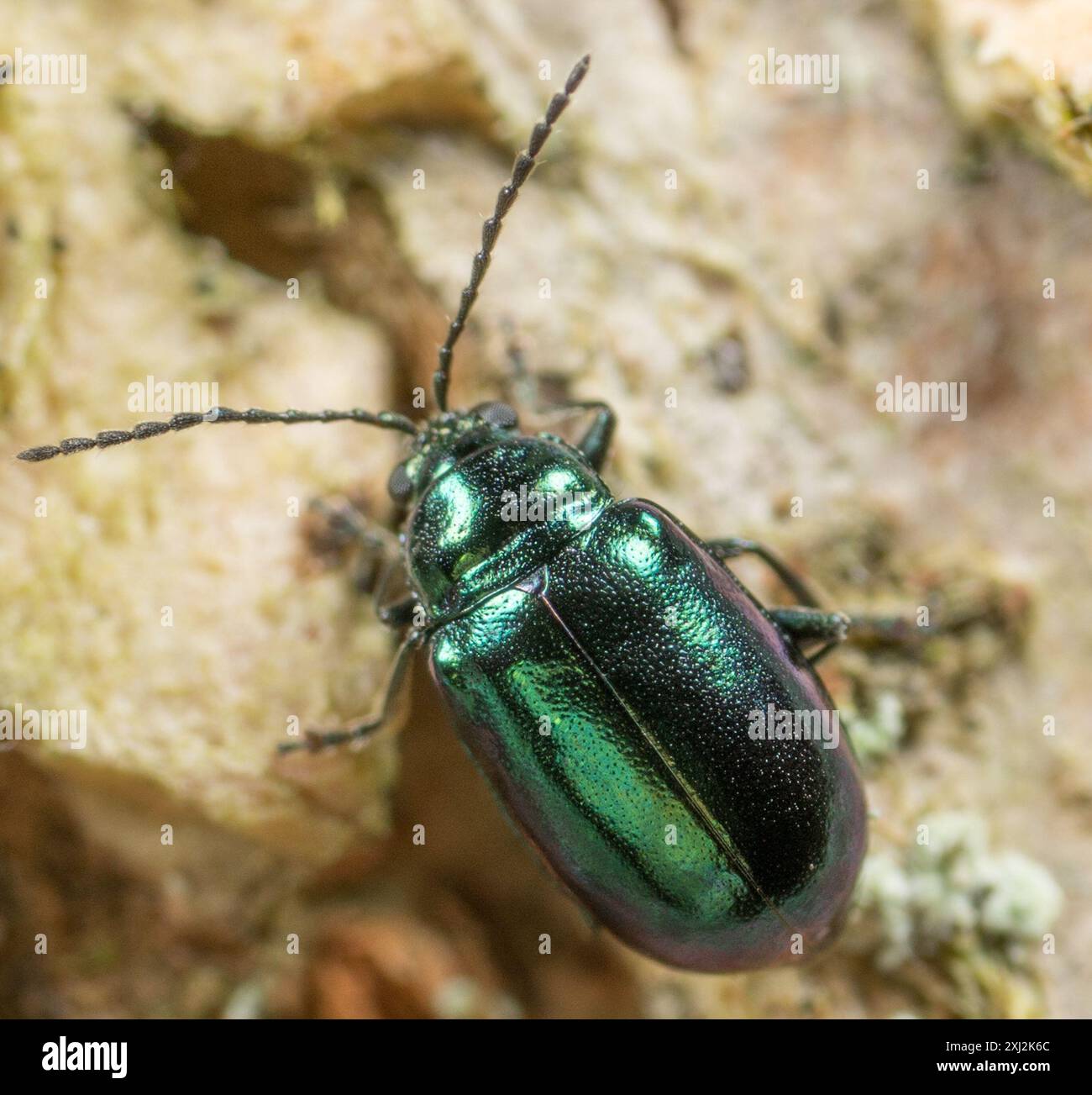 Altica chalybea hi-res stock photography and images - Alamy