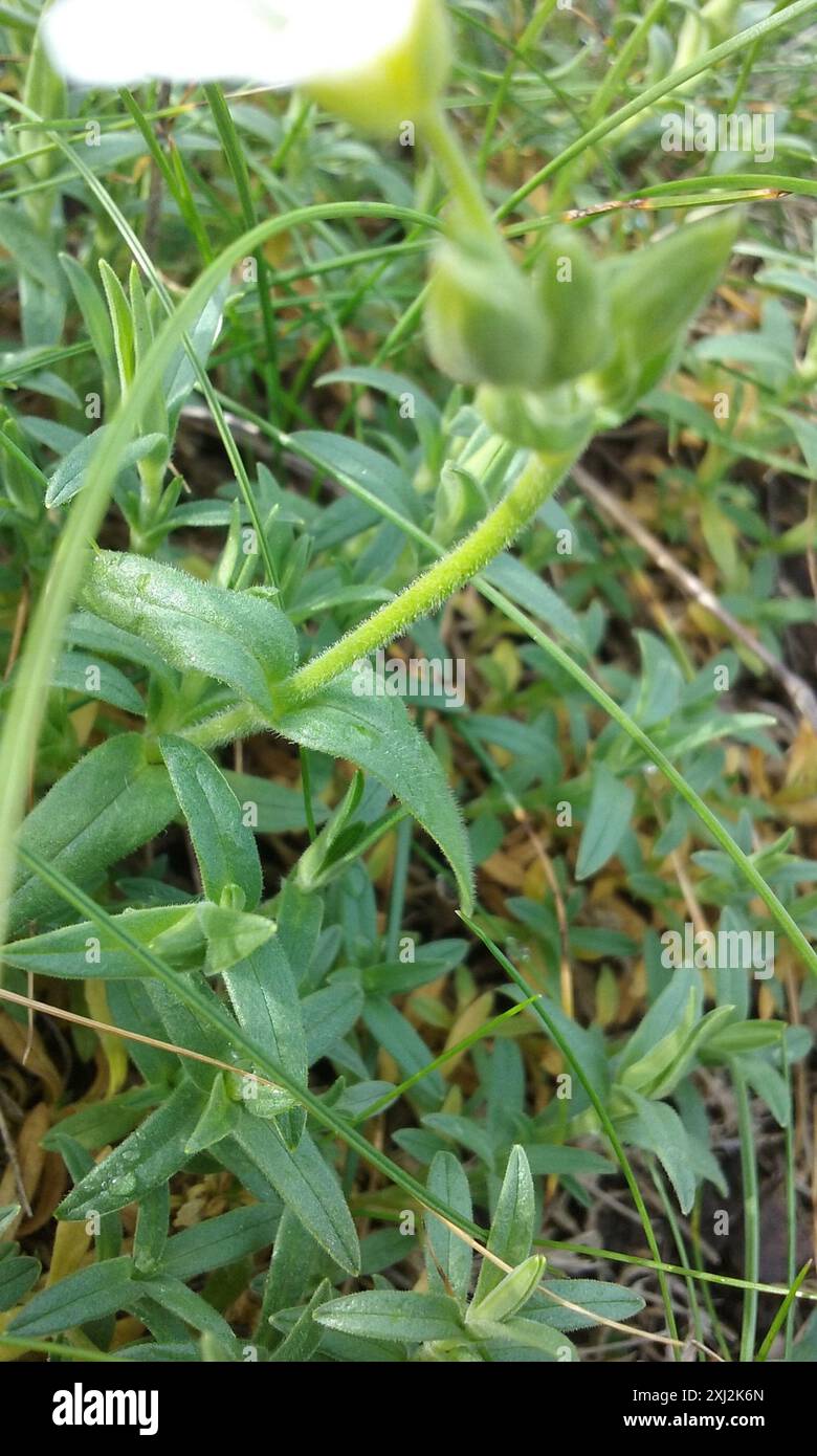 field mouse-ear chickweed (Cerastium arvense strictum) Plantae Stock ...
