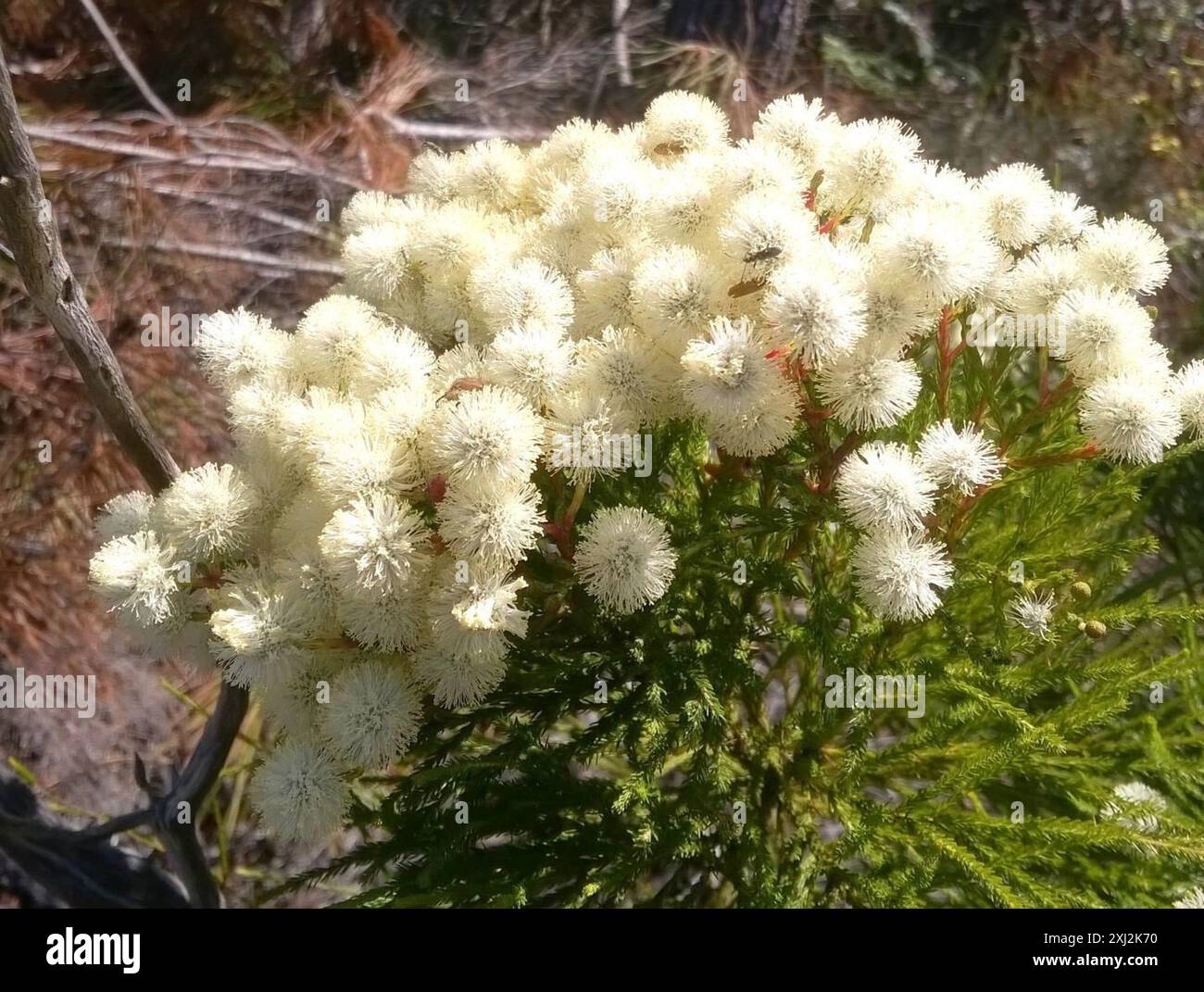 Cone Stompie (Brunia noduliflora) Plantae Stock Photo - Alamy