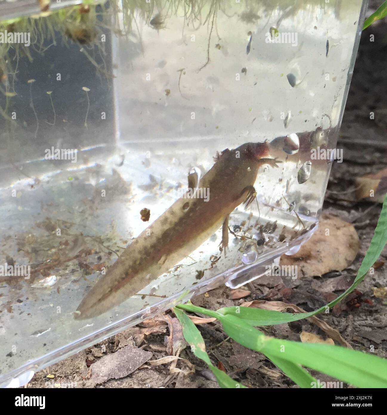 California Giant Salamander (Dicamptodon ensatus) Amphibia Stock Photo ...