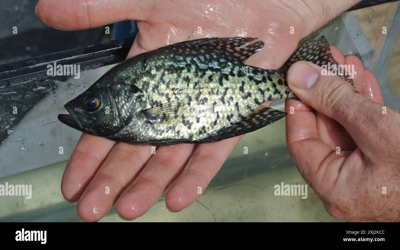 Black Crappie (Pomoxis nigromaculatus) Actinopterygii Stock Photo - Alamy