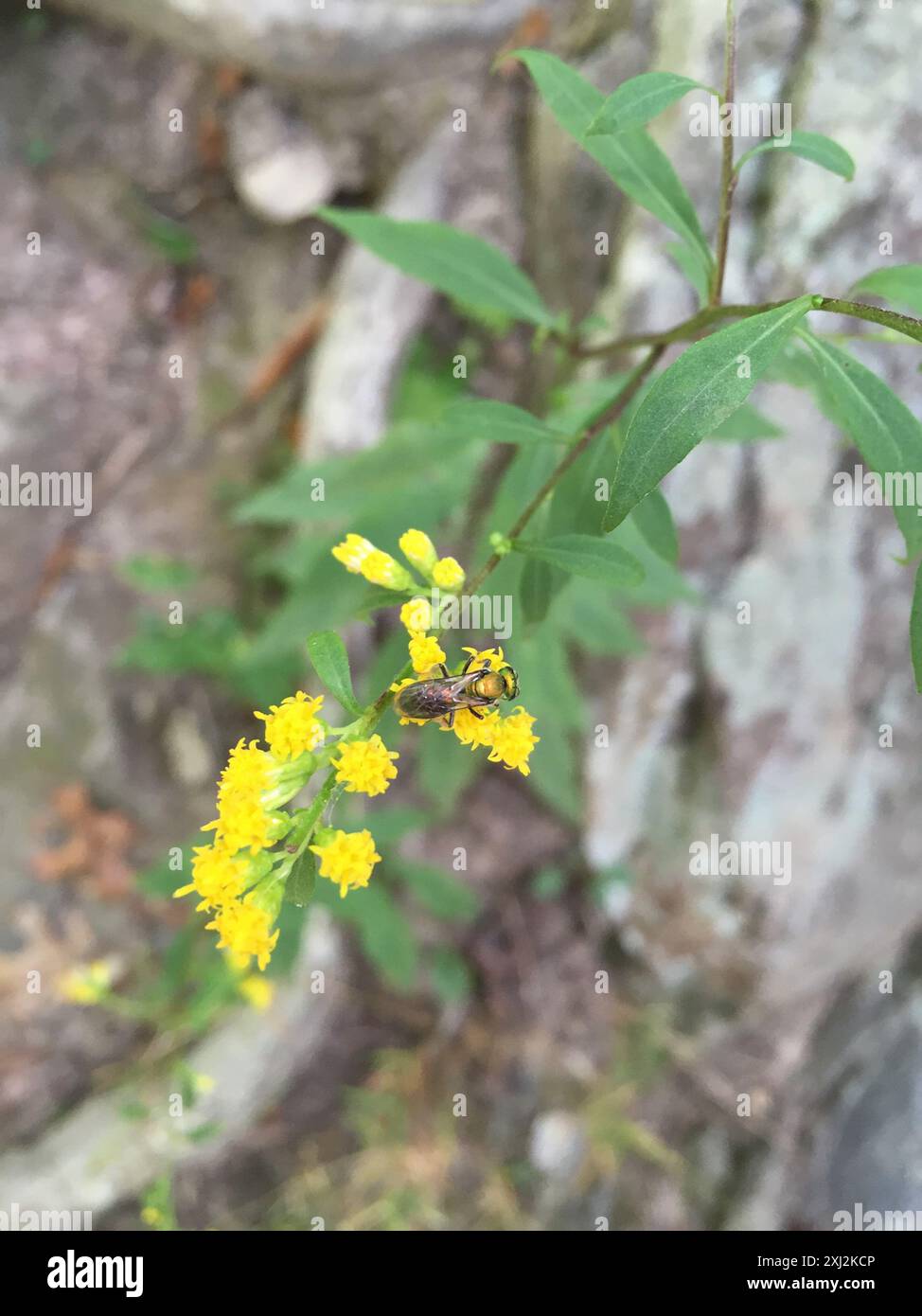 Pure Green Sweat bee (Augochlora pura) Insecta Stock Photo - Alamy