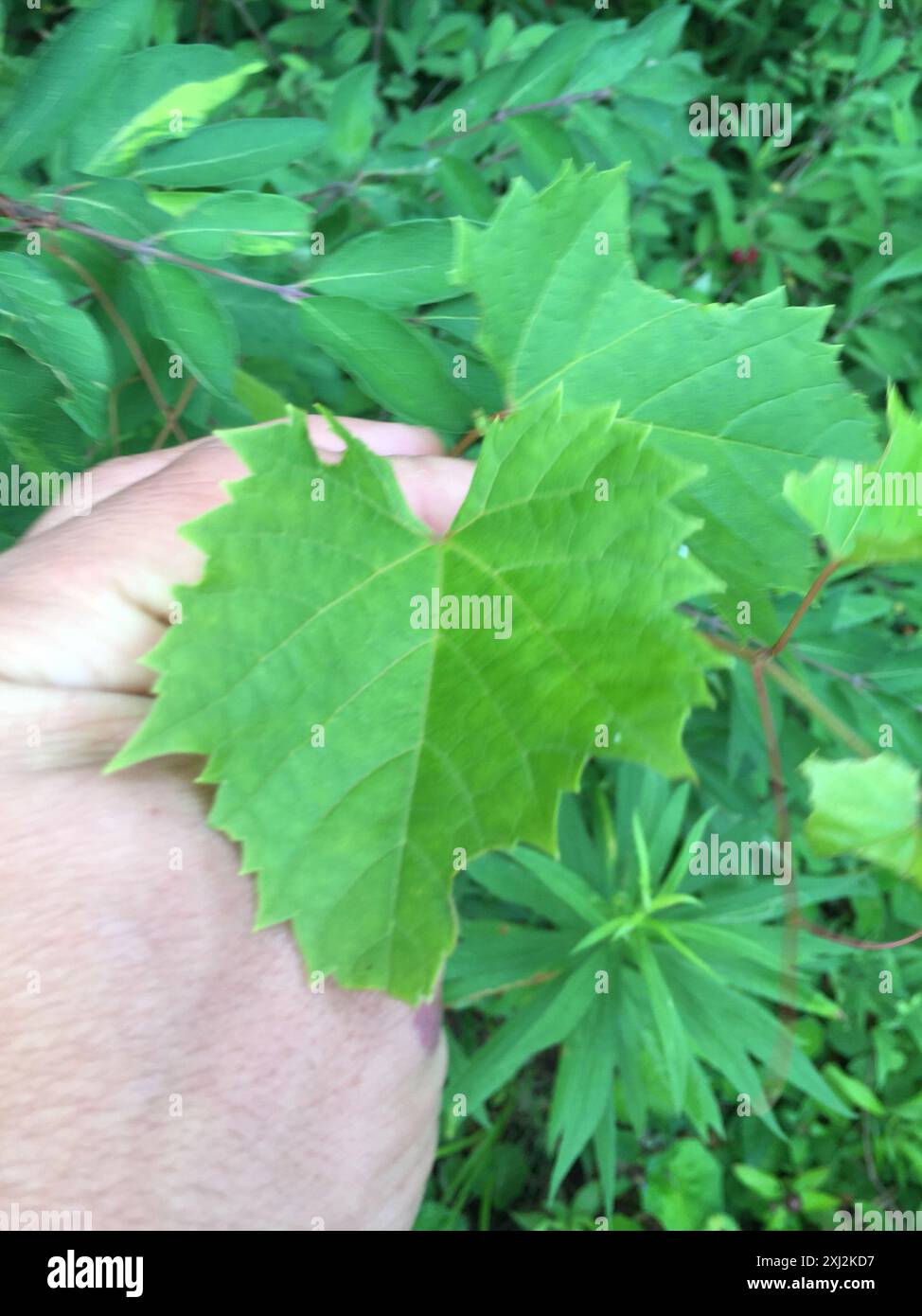 riverbank grape (Vitis riparia) Plantae Stock Photo - Alamy