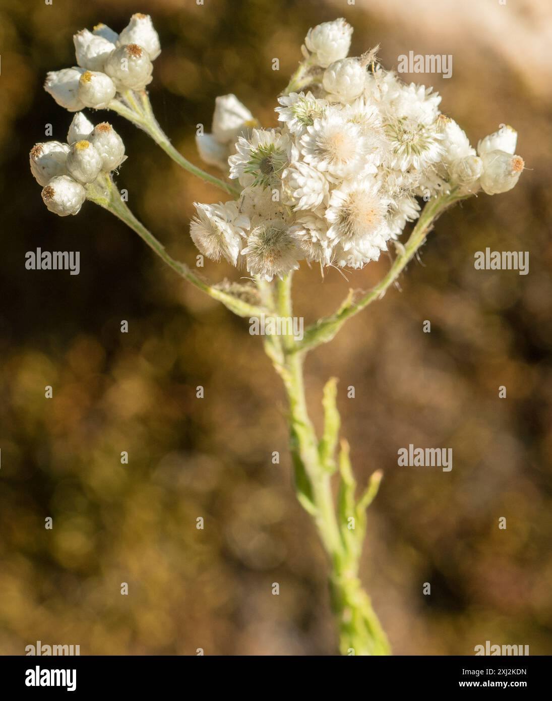 California cudweed (Pseudognaphalium californicum) Plantae Stock Photo ...