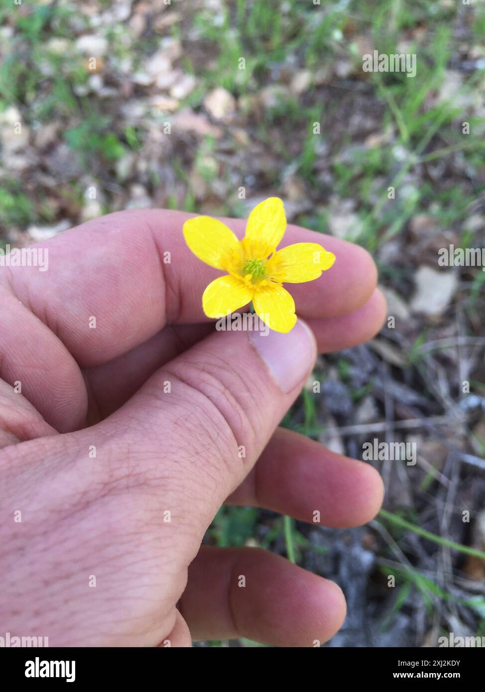 Western Buttercup (Ranunculus occidentalis) Plantae Stock Photo - Alamy
