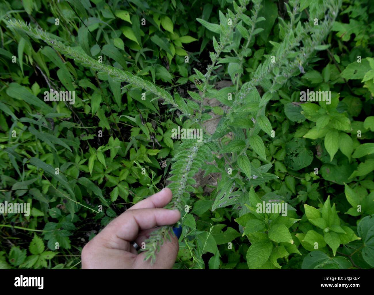 false gromwell (Lithospermum parviflorum) Plantae Stock Photo - Alamy