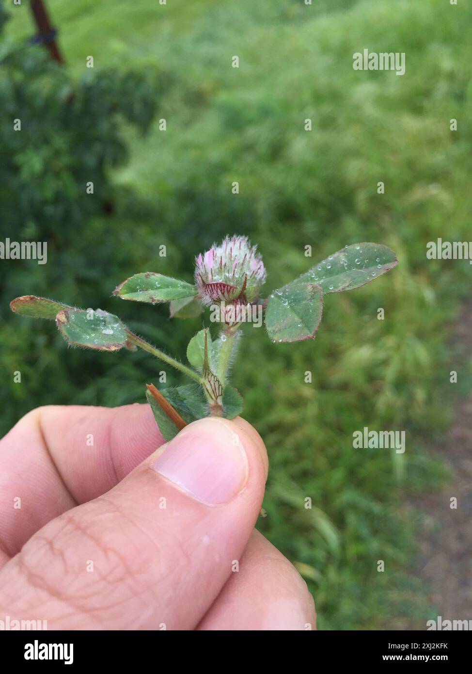 Rose Clover (Trifolium hirtum) Plantae Stock Photo - Alamy