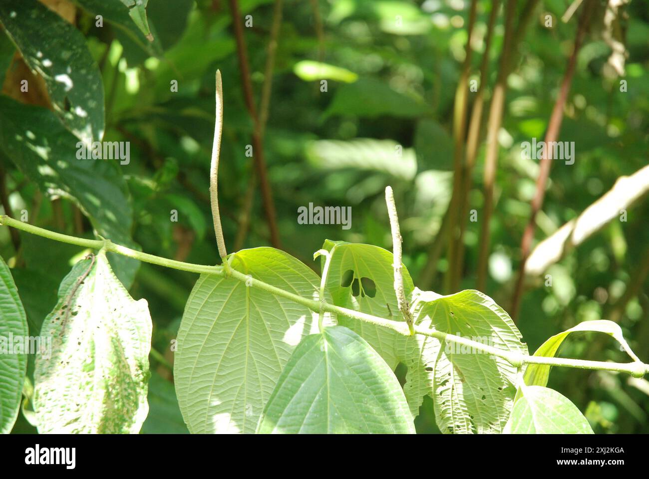 pepper plants (Piper) Plantae Stock Photo - Alamy