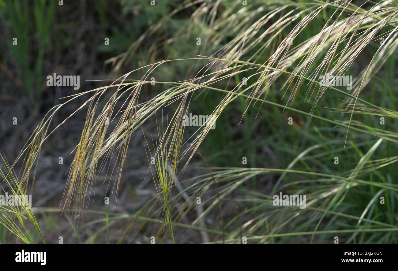 purple needlegrass (Nassella pulchra) Plantae Stock Photo - Alamy